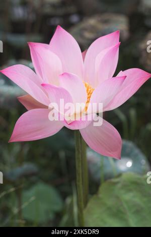 The lotus flower symbolizes purity and resilience and blooms gracefully ...