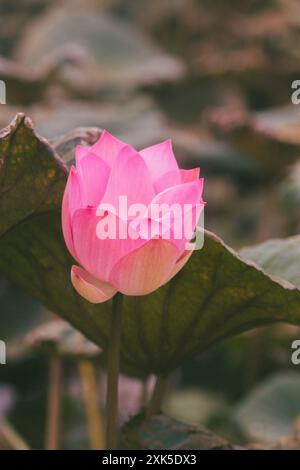 The lotus flower symbolizes purity and resilience and blooms gracefully ...