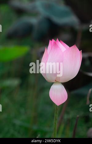 The lotus flower symbolizes purity and resilience and blooms gracefully ...