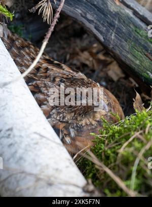 A ruffed Grouse hen on a nest Stock Photo - Alamy