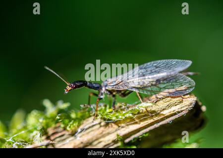 Snakefly (Phaeostigma notatum or Rhaphidia notata Stock Photo - Alamy