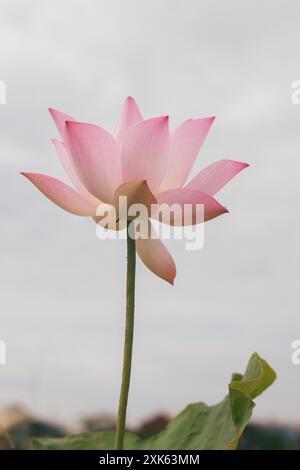 The lotus flower symbolizes purity and resilience and blooms gracefully ...