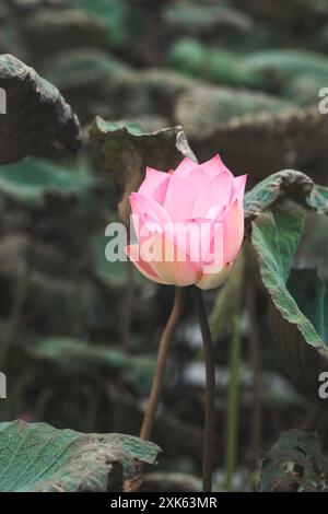 The lotus flower symbolizes purity and resilience and blooms gracefully ...