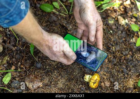 Top view of hands of mushroom hunter using mobile app to identify ...