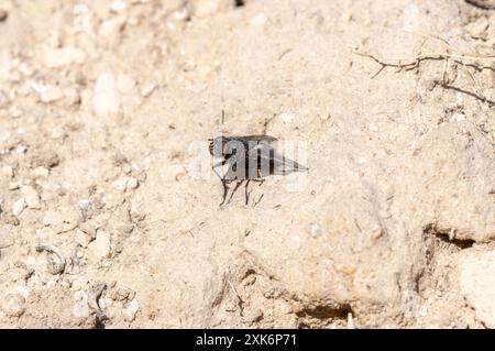 Dead Blow Fly of the Family Calliphoridae Stock Photo - Alamy