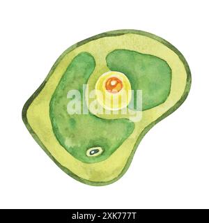 Chlorella illustration featuring a single green algae cell with ...