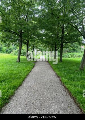 Beautiful view of pathway among green tall trees in forest Stock Photo ...