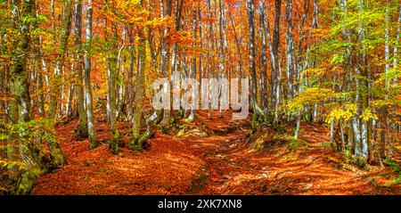 beautiful autumn beech forest. Carpathians in Ukraine. Dovbush rocks ...