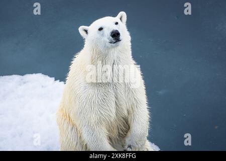 Lone Adult Polar Bear Sitting Up on Ice Floe Stock Photo - Alamy
