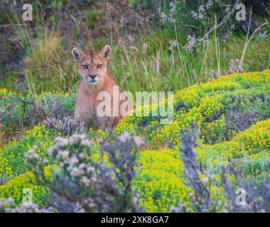 Female Puma in Torres del Paine National Park Stock Photo - Alamy