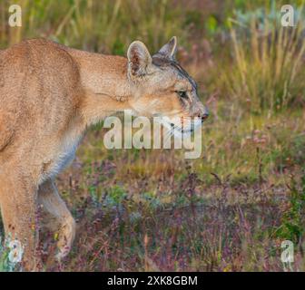Female Puma in Torres del Paine National Park Stock Photo - Alamy