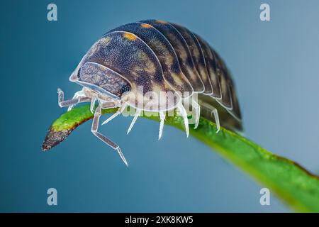 Pill bug on green leaf - blurred background Stock Photo - Alamy