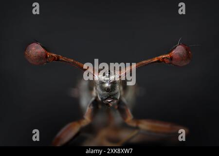 Stalk eyed Fly insects in Thailand and Southeast-Asia Stock Photo - Alamy