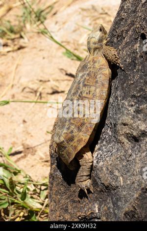 The Pancake Tortoise is endemic to the areas of Granite Koppies in East ...