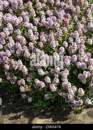 Thyme, Thymus sibthorpii, Lamiaceae. Balkan Peninsula and Turkey ...