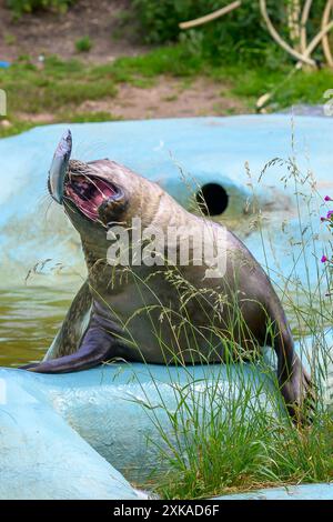A gray, grey, seal catching a fish in a blue murky water pool, zoo ...