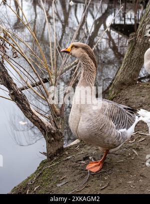 A gorgeous domestic goose of gray color Stock Photo - Alamy