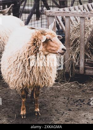 A beautiful specimen of the sheep racka Stock Photo - Alamy