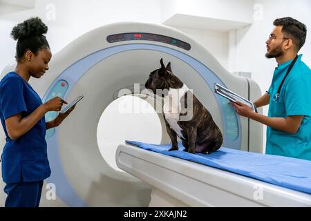 Veterinarians preparing for MRI procedure for the dog Stock Photo - Alamy