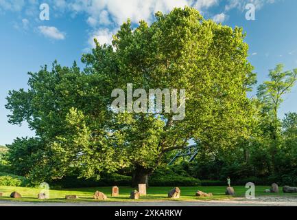 Pinchot Sycamore Simsbury, Connecticut, USA Stock Photo - Alamy