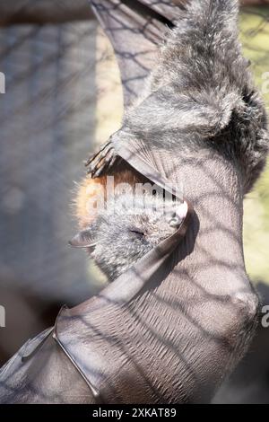 Bats are the only mammals that can fly. Instead of arms or hands, they ...