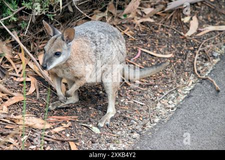 the tammar wallaby is a small wallaby with white chin stripes and is ...