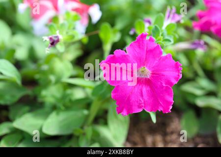Pink petunias blooming on a tree in the backyard, blurred background ...