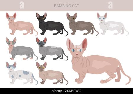 Bambino cat, Munchkin Sphynx mix clipart. All coat colors set. All cat ...