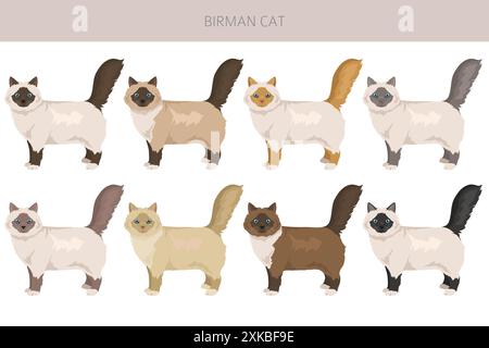 Birman Cat clipart. All coat colors set. All cat breeds characteristics ...