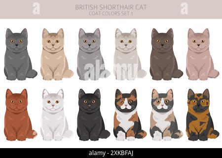 British shorthair Cat clipart. All coat colors set. All cat breeds ...