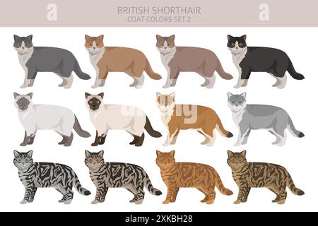 British shorthair Cat clipart. All coat colors set. All cat breeds ...