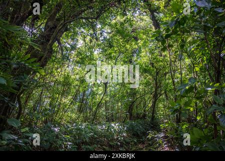 Mombacho Volcano Nature Reserve near the city of Granada, Mombacho’s ...