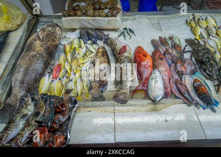 Fish, seafood, and lobsters, including exotic colorful fish from the ...