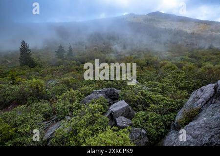 Misty morning in the Grayson Highlands of southwestern Virginia, USA ...