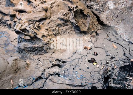 Exposed fossil deposits on display in an open tar pit at the La Brea ...