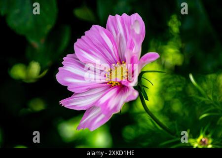 Cosmos bipinnatus, 'Capriola' Stock Photo - Alamy