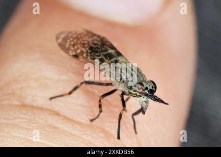 Horsefly biting on human skin. Notch-horned Cleg or cleg fly ...