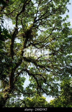 Rainforest, Monteverde Cloud Forest Biological Reserve, Monteverde ...