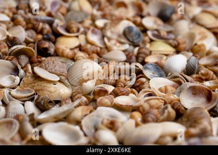 Summer background pattern from seashells. Shell close-up. Ocean coast ...