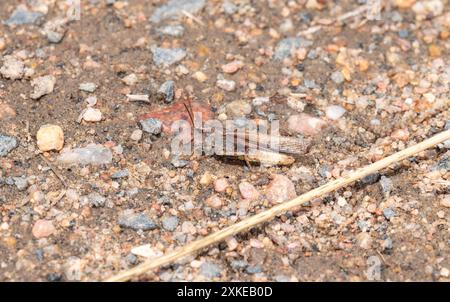Brown grasshopper sits on stick among green grass in summer. Selective ...