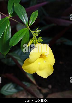 Golden Trumpet flower or Allamanda cathartica in the garden or nature ...