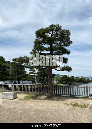 Photo of a Pinus thunbergii, black pine, Japanese black pine or ...