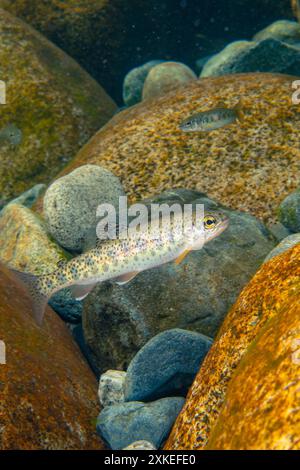 Rocky Mountain Cutthroat Trout (Oncorhynchus virginalis) Actinopterygii ...