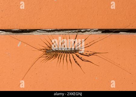 Common House Centipede (Scutigera coleoptrata) yellowish-grey centipede ...