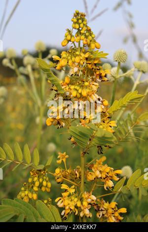 Slender mountain mint at Pine Dunes Forest Preserve in Antioch ...