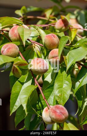 'Frost' Peach, Persika (Prunus persica Stock Photo - Alamy