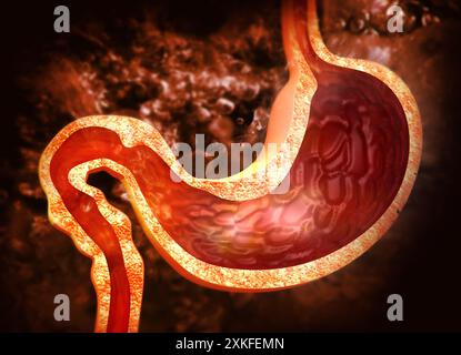 Cross section of human stomach diagram. 3d illustration Stock Photo - Alamy