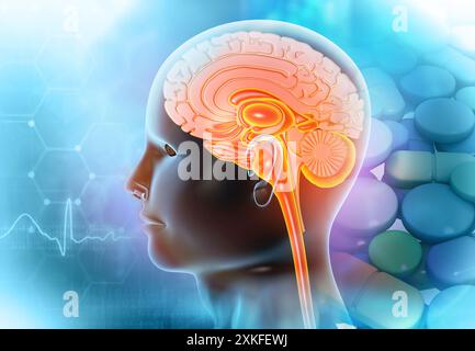 Human brain anatomy on scientific background. 3d illustration Stock ...