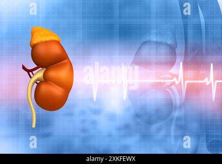 Human kidney anatomy on science background. 3d render Stock Photo - Alamy