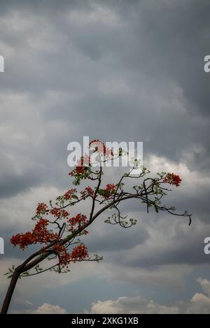 Branches Latin America Panama Panama City Panama Republic sky tree ...